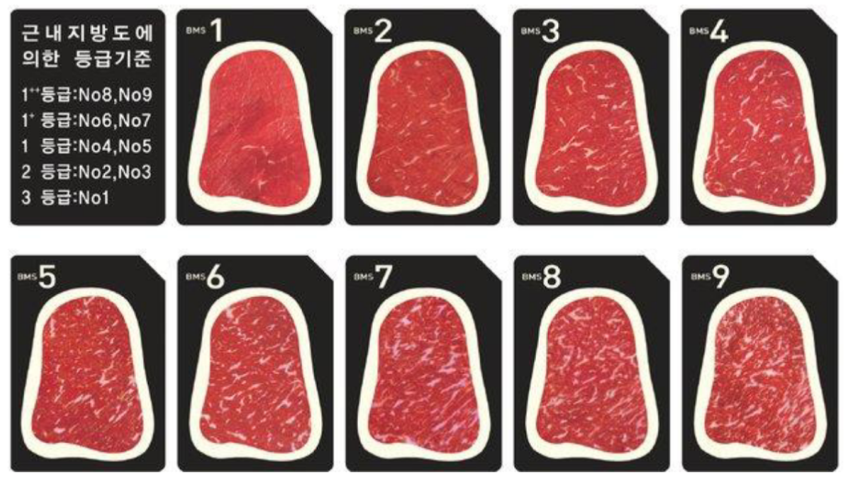 Factors influencing marbling in cattle | Marble Angus